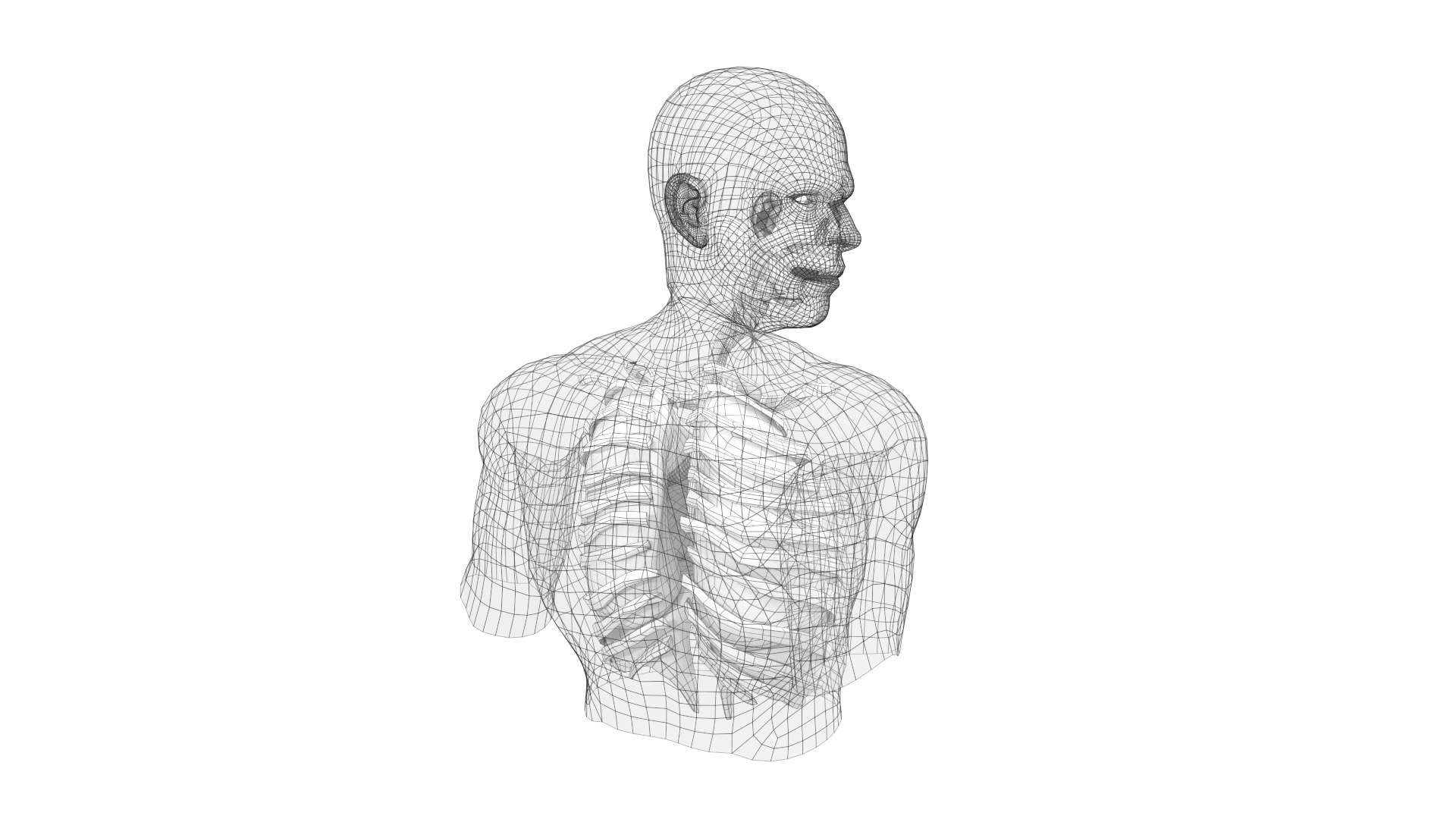 3D Human RIB With Skin Model - TurboSquid 2172885