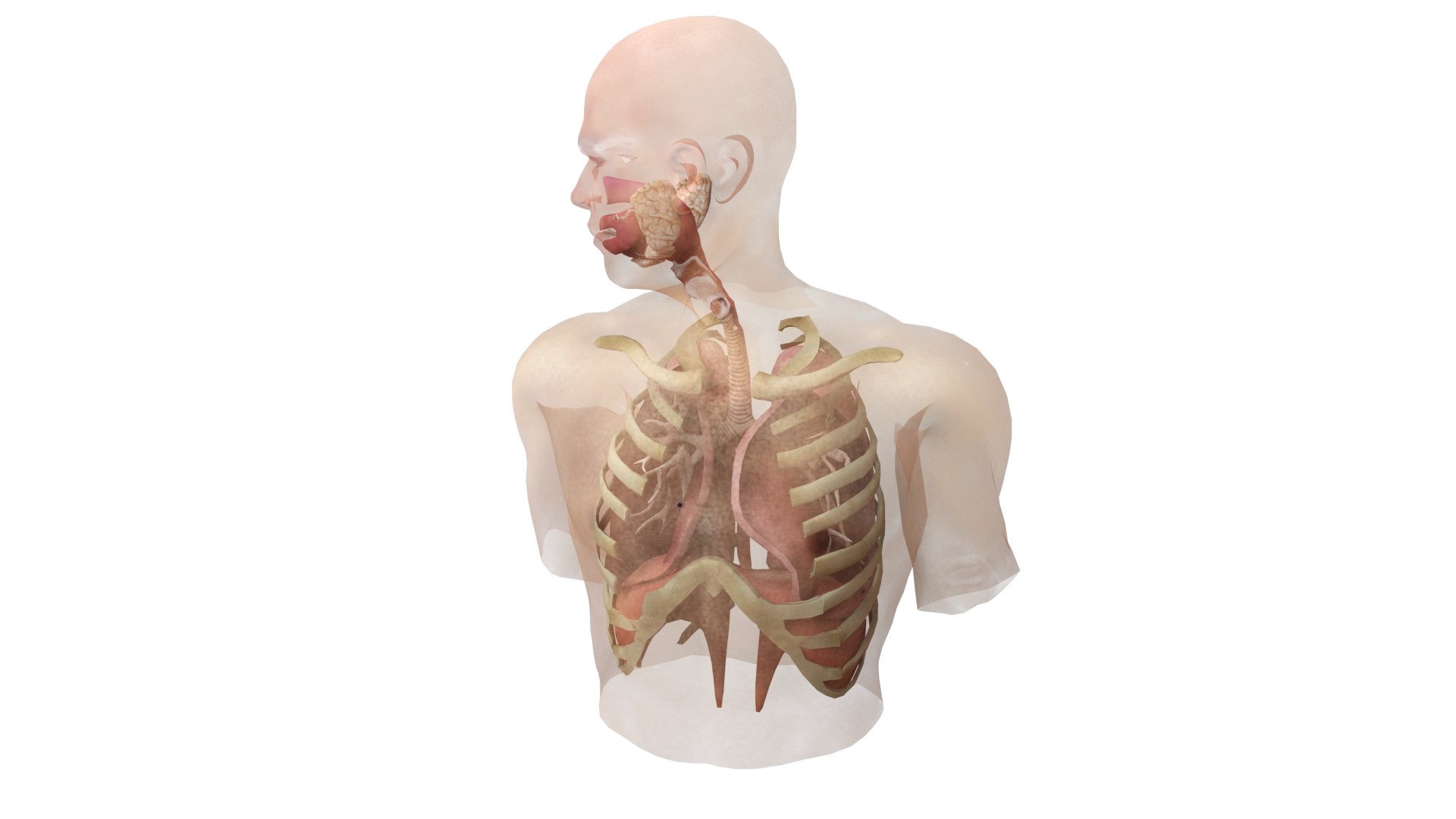 3D Human RIB With Skin Model - TurboSquid 2172885