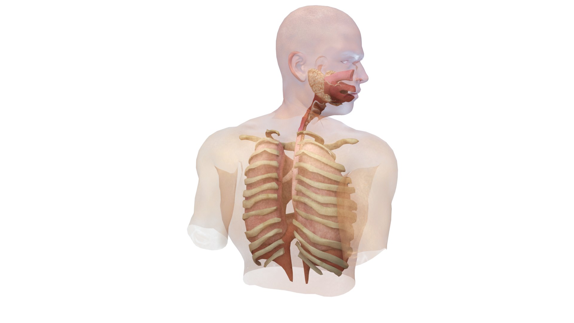 3D Human RIB With Skin Model - TurboSquid 2172885