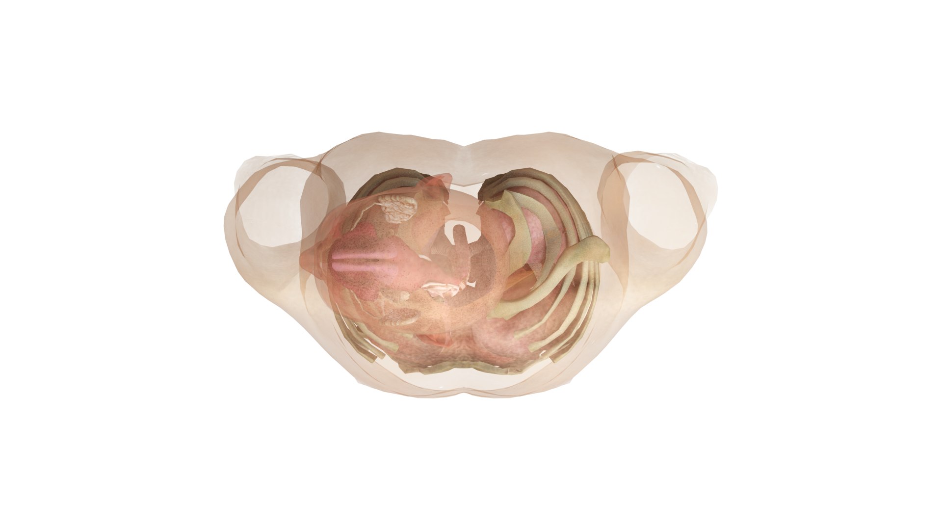 3D Human RIB With Skin Model - TurboSquid 2172885
