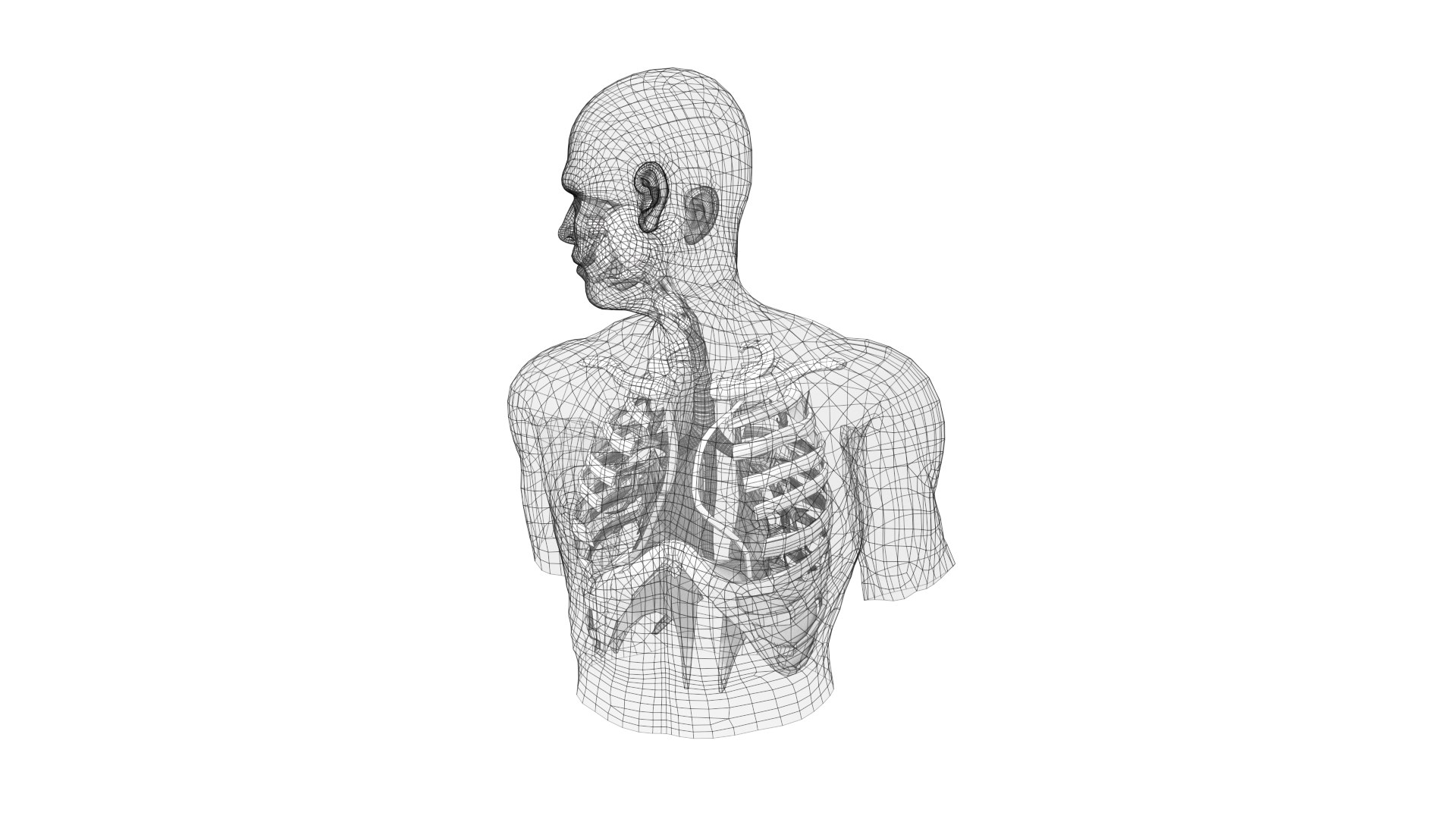 3D Human RIB With Skin Model - TurboSquid 2172885