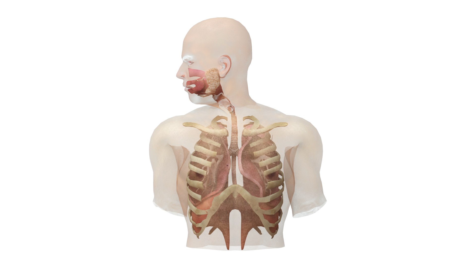 3D Human RIB With Skin Model - TurboSquid 2172885