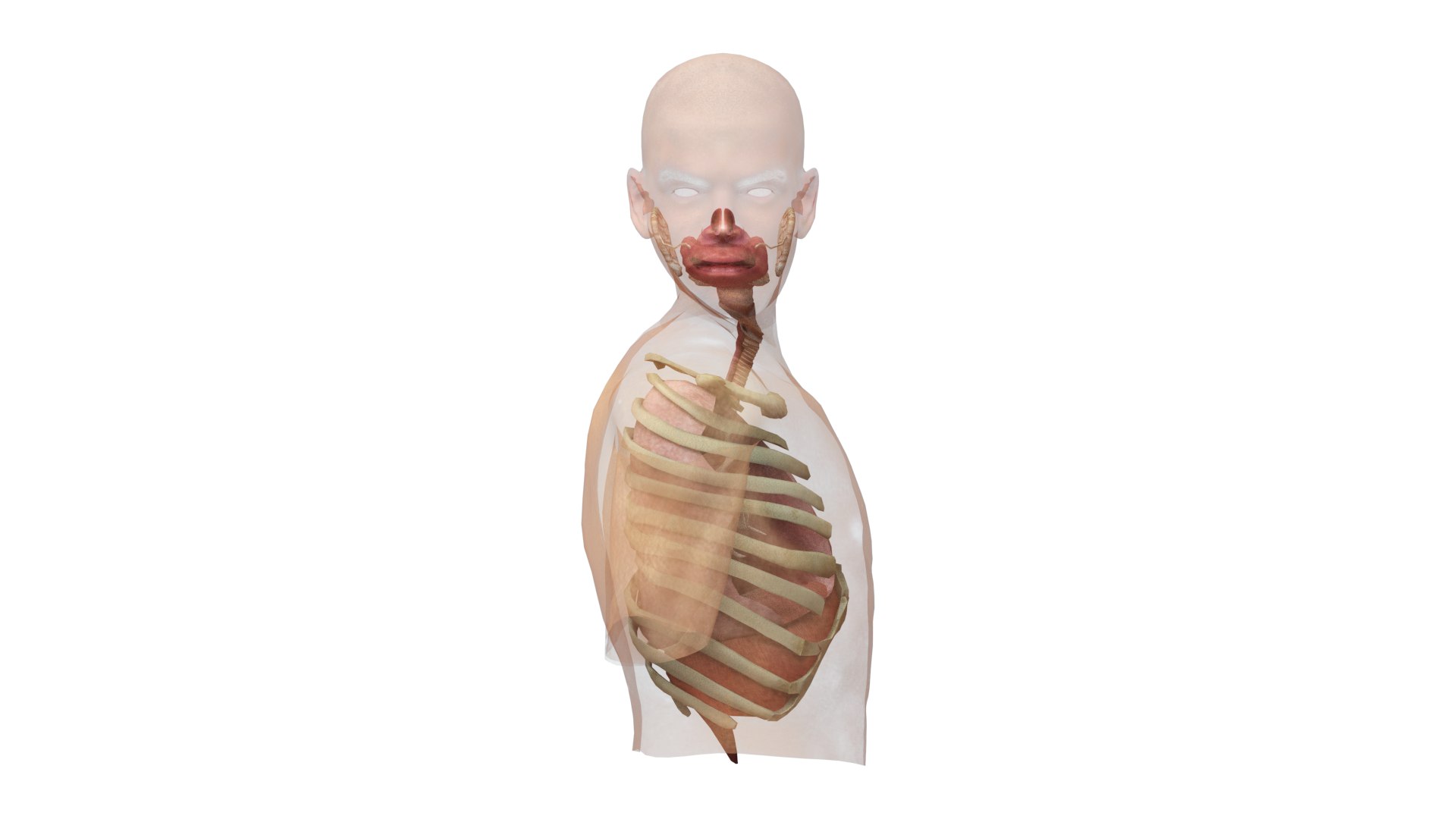 3D Human RIB With Skin Model - TurboSquid 2172885