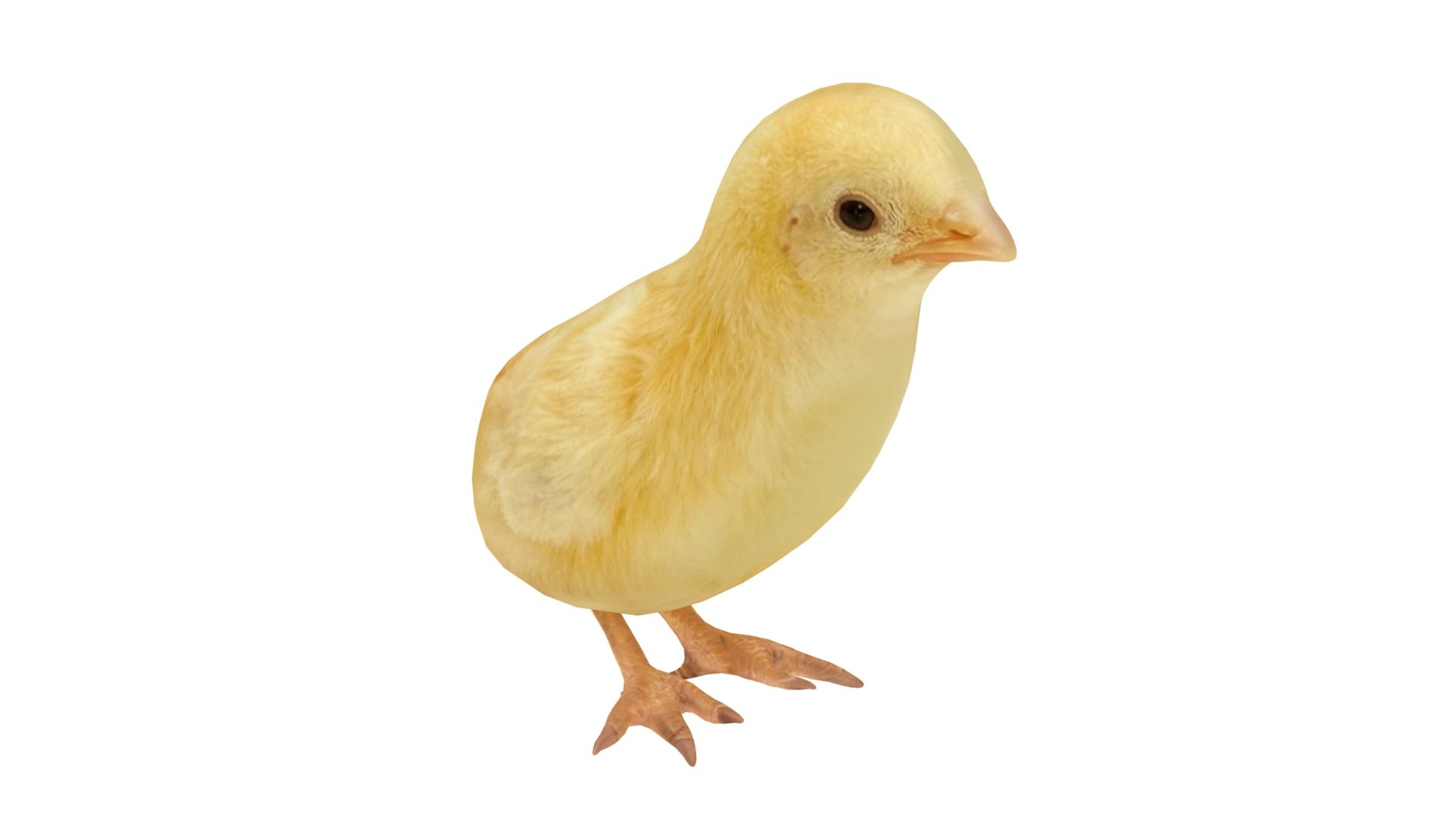 3D Model Chicken Chick 2 - TurboSquid 1659261