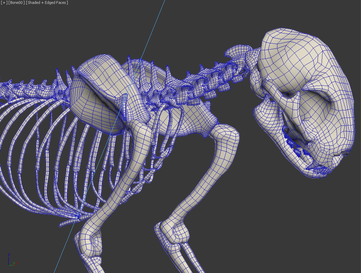 Cat Skeleton 3d Model