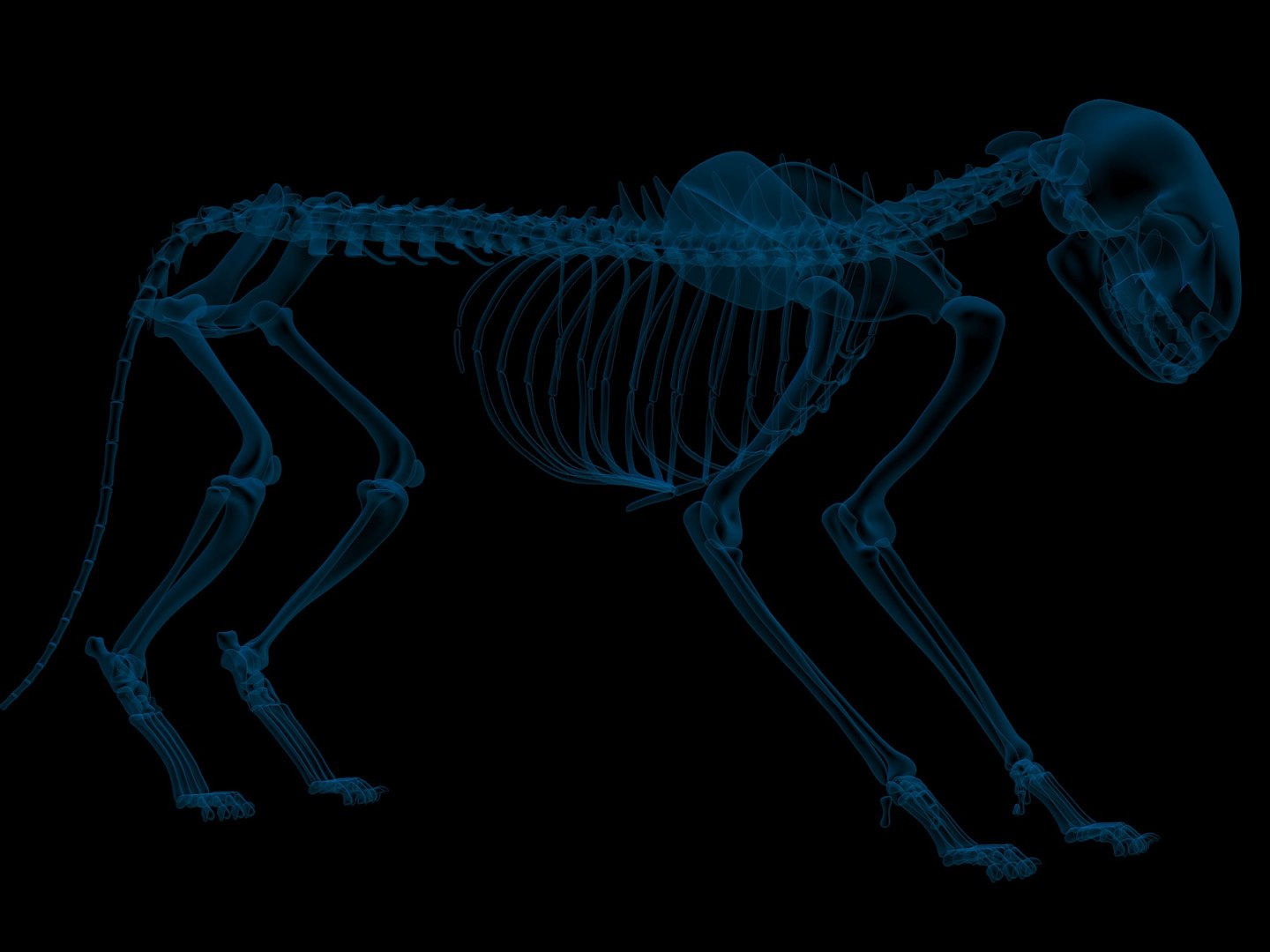 Cat Skeleton 3d Model