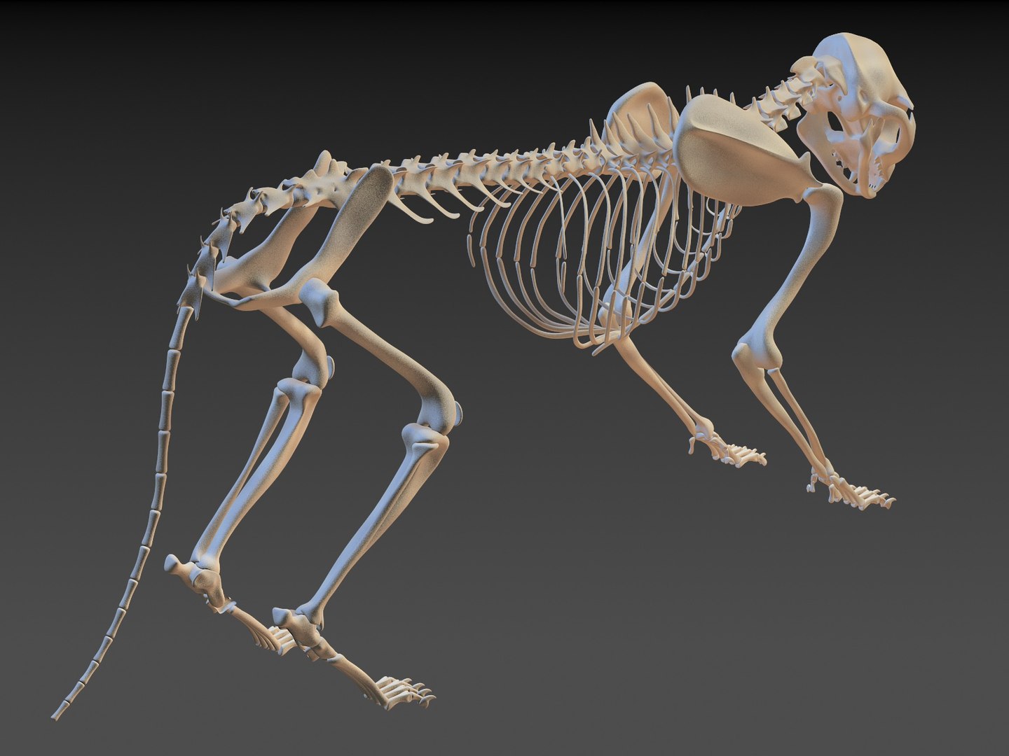 Cat Skeleton 3d Model