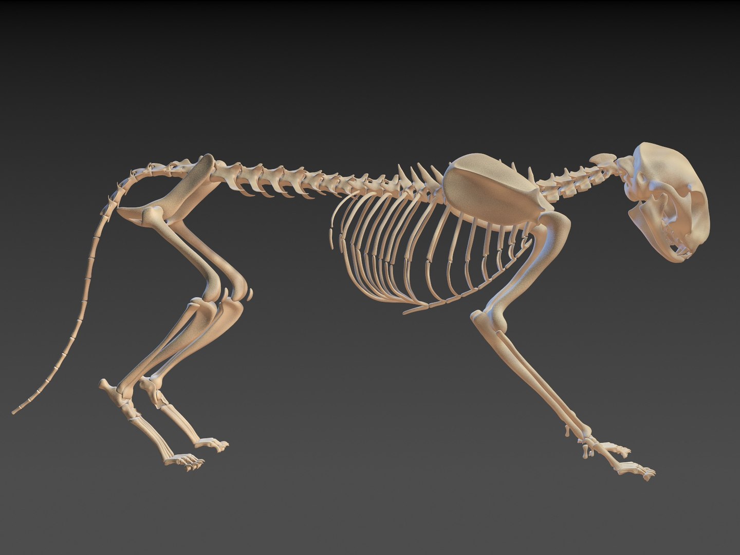 Cat Skeleton 3d Model