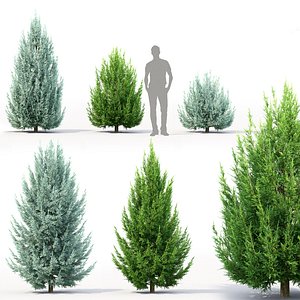 Arborvitae 3D Models for Download | TurboSquid