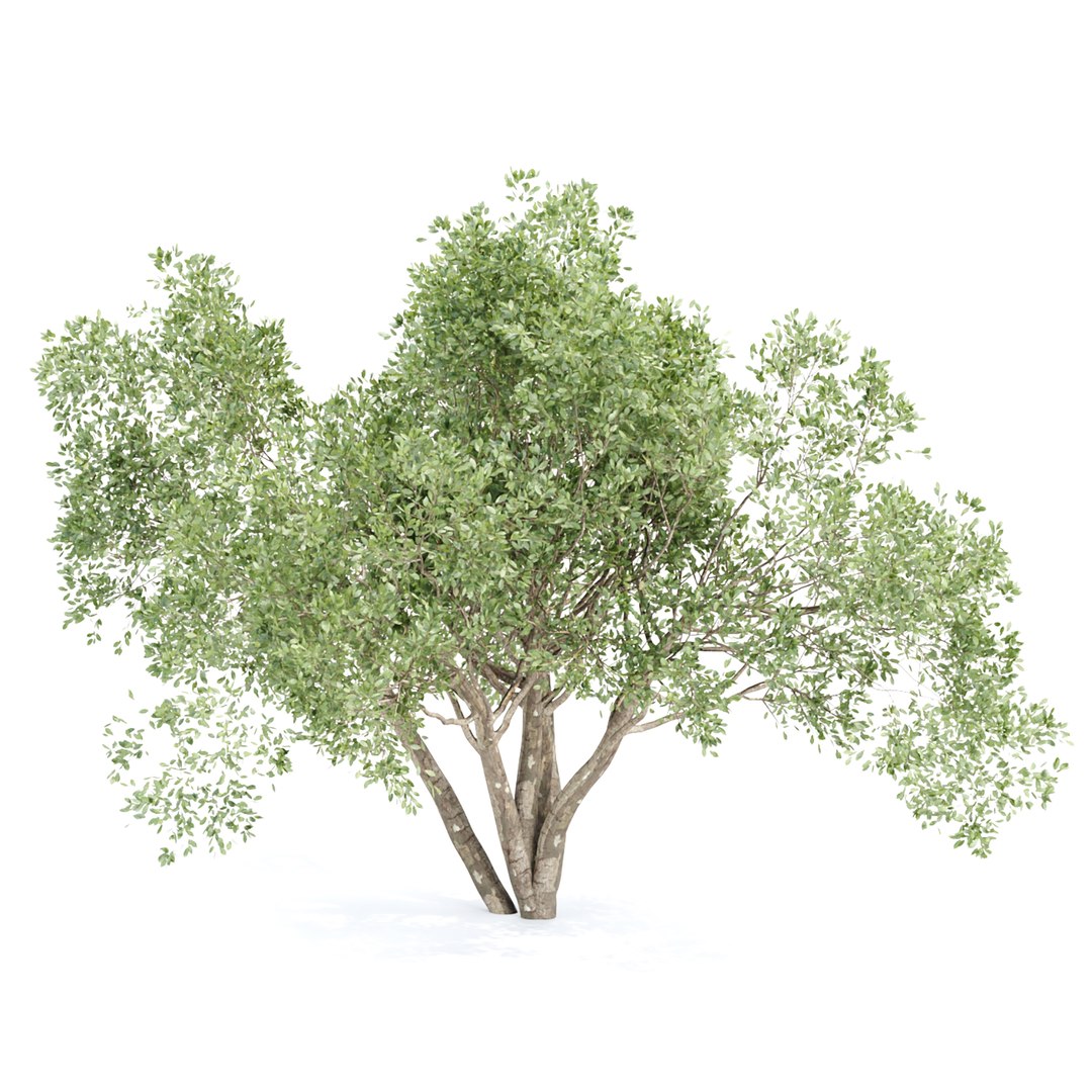 3D Shrubs Collection vol 242-3DModel model - TurboSquid 2156705