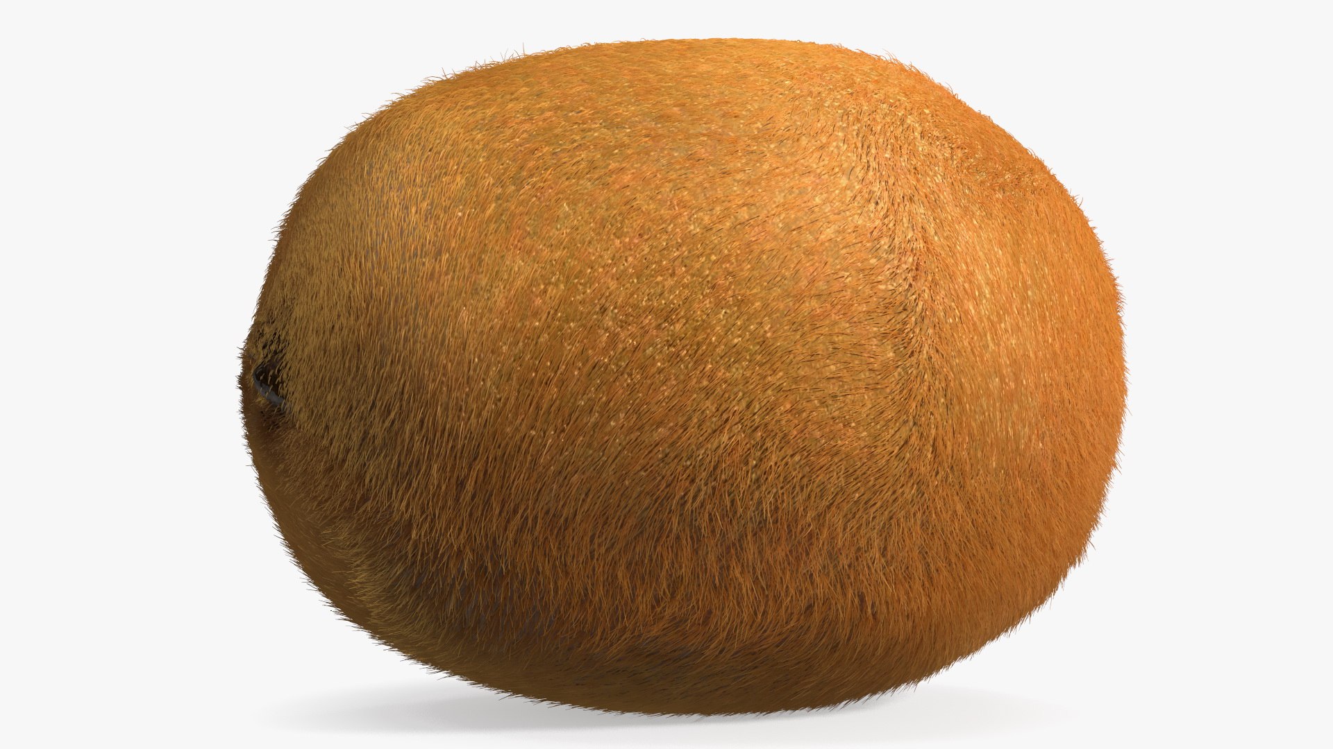 Kiwi With Fur 3D Model - TurboSquid 2112378