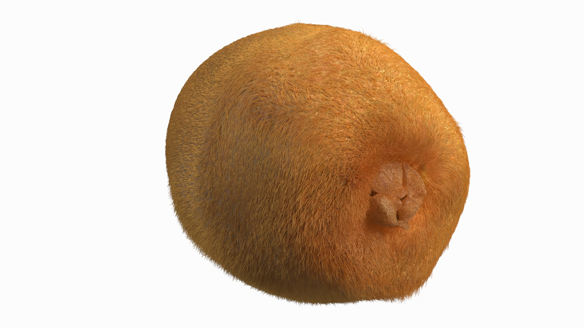 Kiwi With Fur 3D Model - TurboSquid 2112378