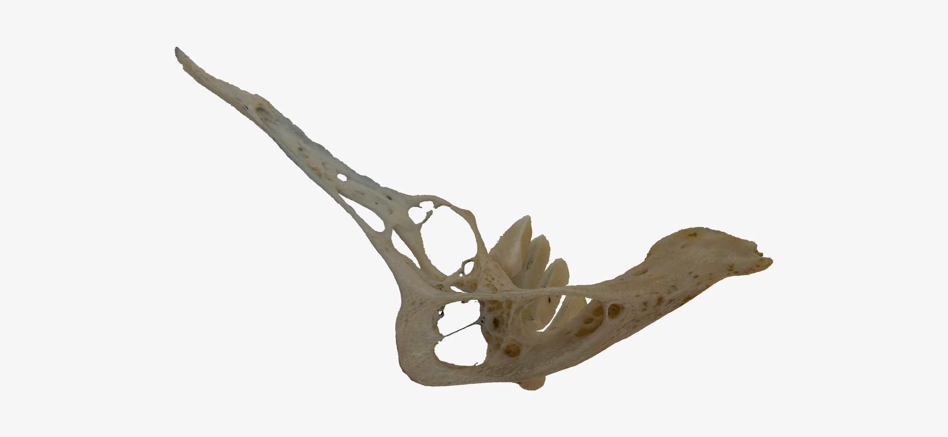 Fish Gill Arch With Teeth 01 RAW Scan 3D Model - TurboSquid 1957007