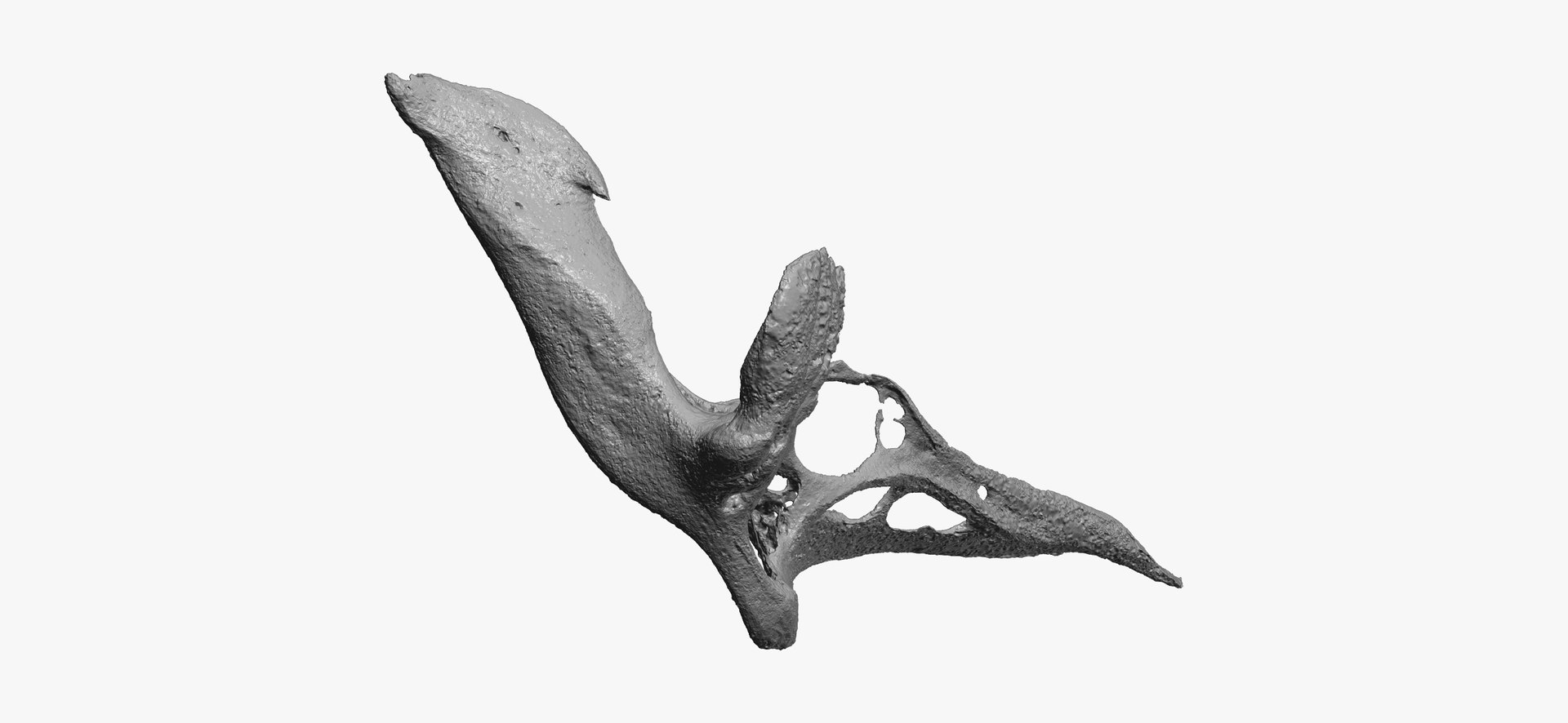 Fish Gill Arch With Teeth 01 RAW Scan 3D Model - TurboSquid 1957007