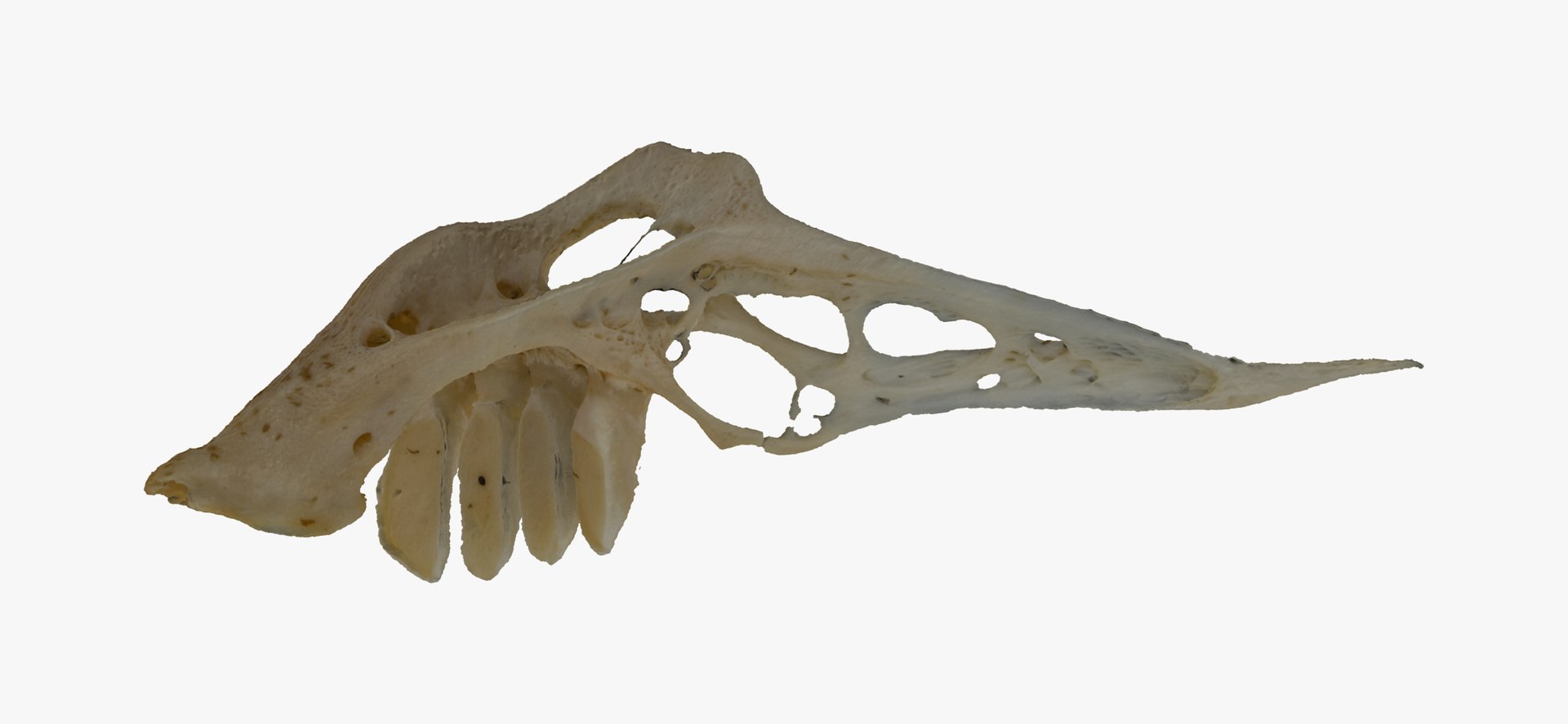 Fish Gill Arch With Teeth 01 RAW Scan 3D Model - TurboSquid 1957007