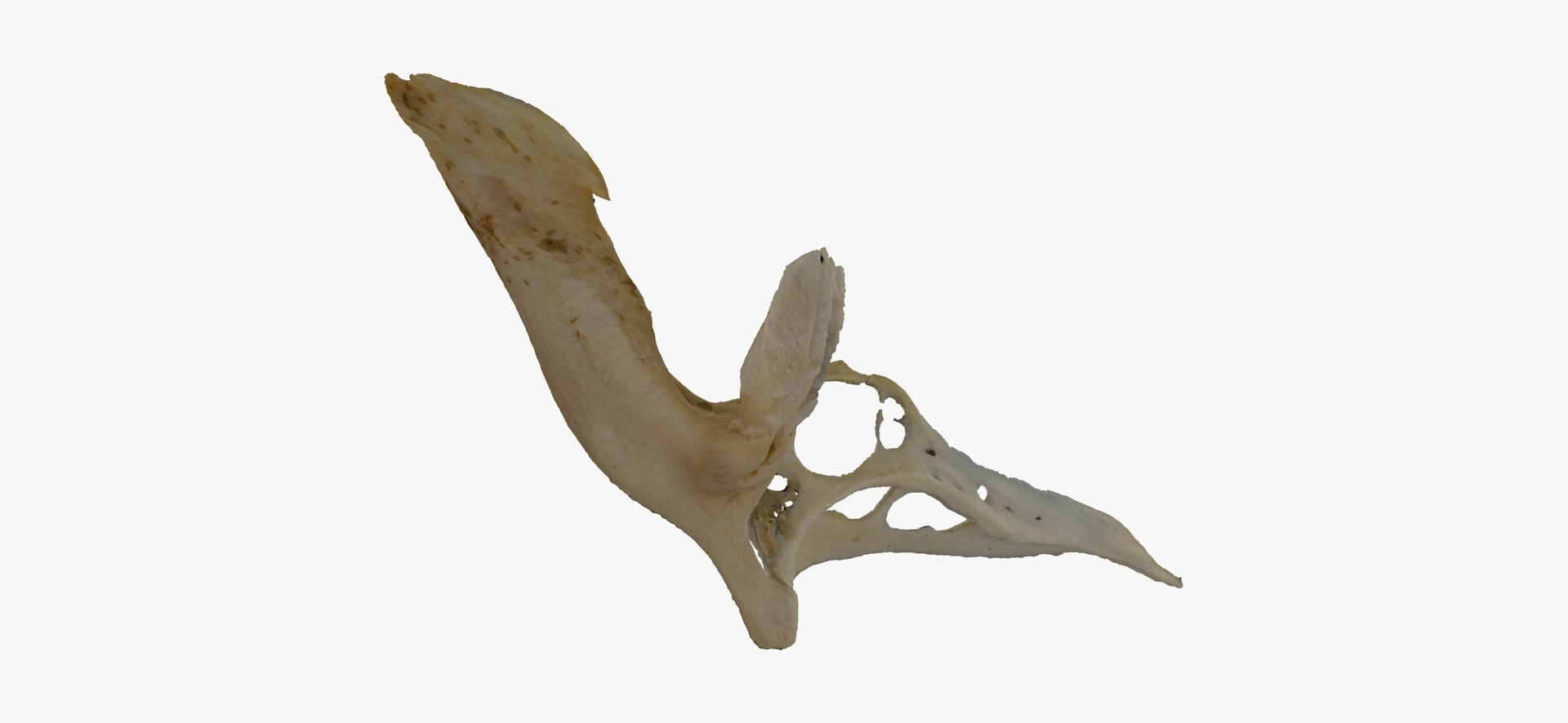 Fish Gill Arch With Teeth 01 RAW Scan 3D Model - TurboSquid 1957007