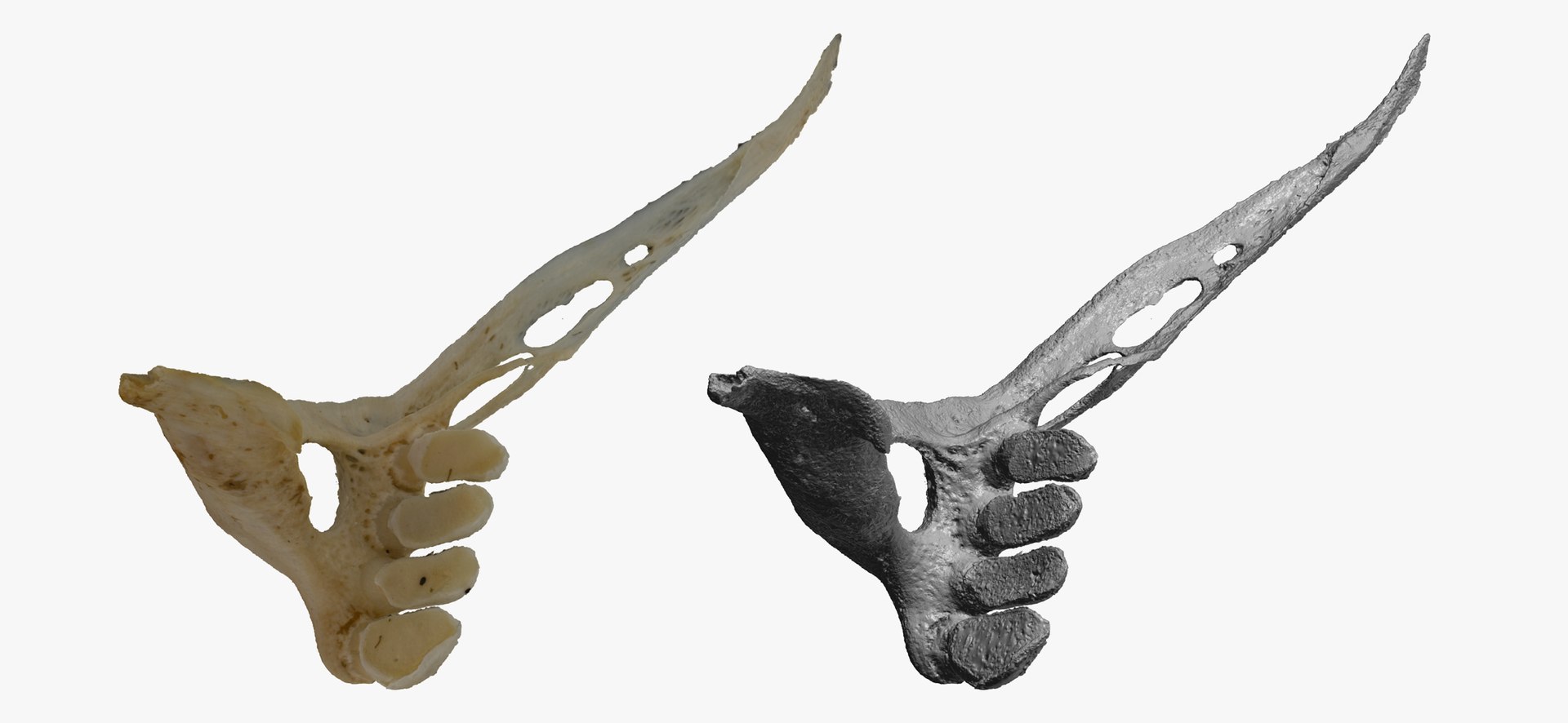 Fish Gill Arch With Teeth 01 RAW Scan 3D Model - TurboSquid 1957007