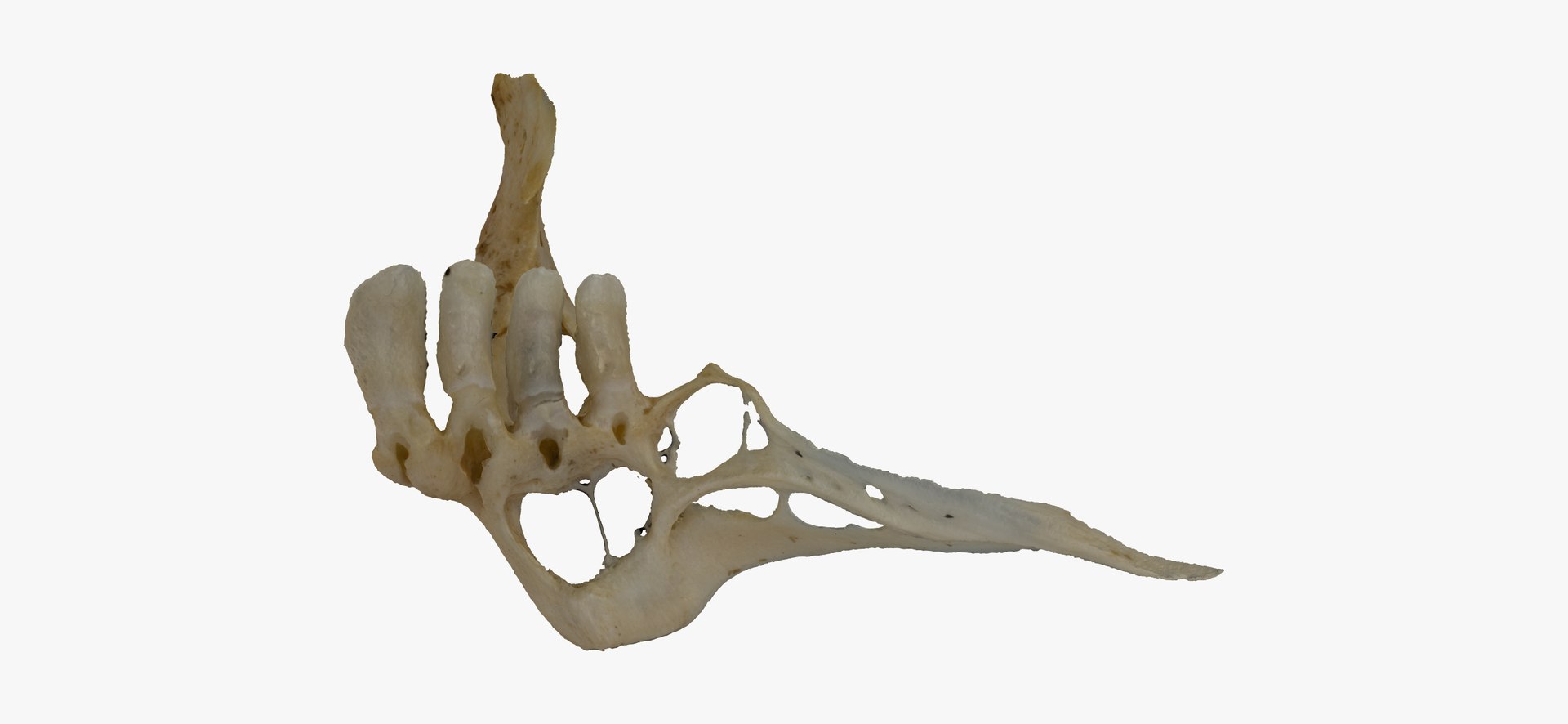 Fish Gill Arch With Teeth 01 RAW Scan 3D Model - TurboSquid 1957007