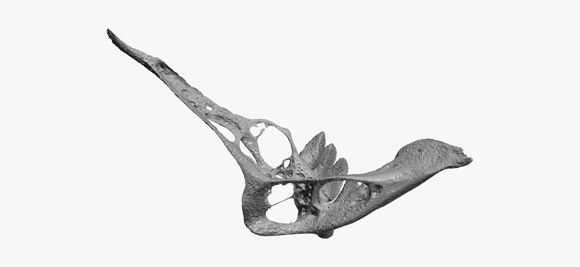 Fish Gill Arch With Teeth 01 RAW Scan 3D Model - TurboSquid 1957007