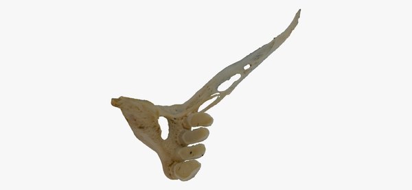 Fish Gill Arch With Teeth 01 RAW Scan 3D model - TurboSquid 1957007