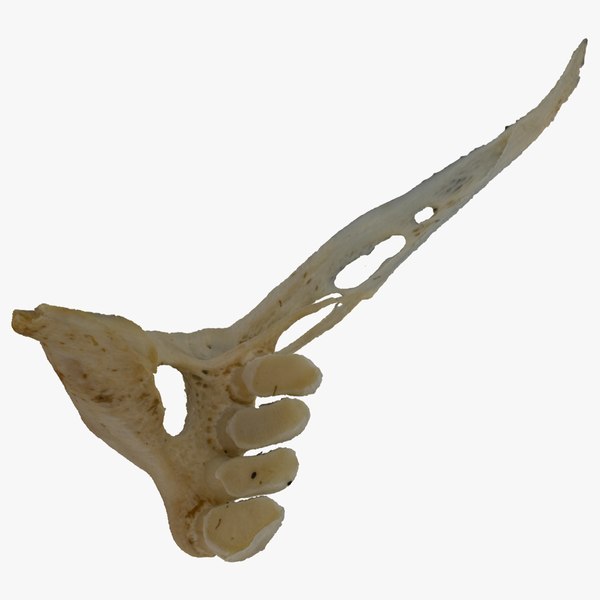 Fish Gill Arch With Teeth 01 RAW Scan 3D 모델 - TurboSquid 1957007