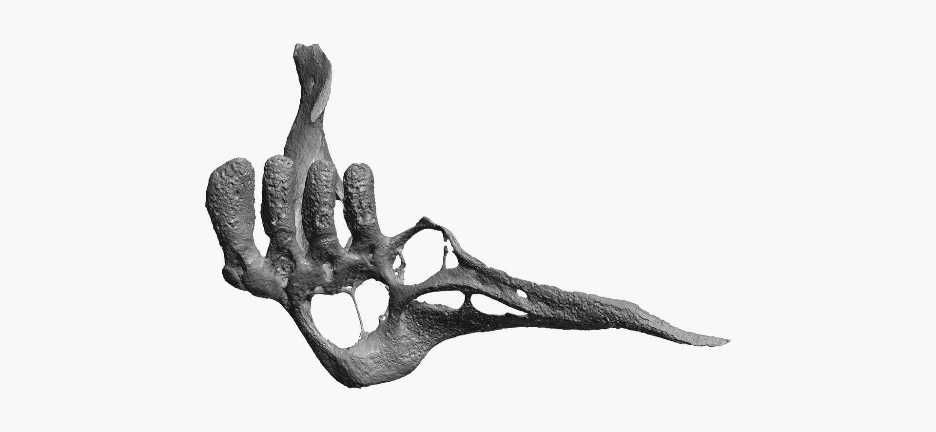 Fish Gill Arch With Teeth 01 RAW Scan 3D Model - TurboSquid 1957007