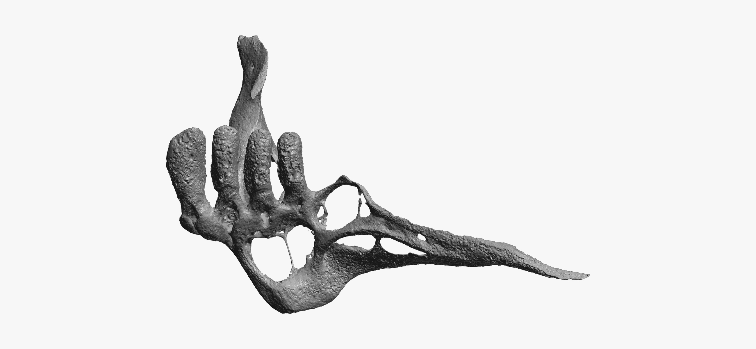 Fish Gill Arch With Teeth 01 RAW Scan 3D model - TurboSquid 1957007