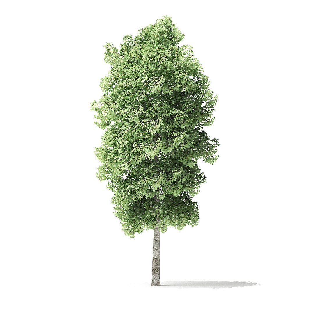 Red Alder Tree 5 3D Model - TurboSquid 1458123
