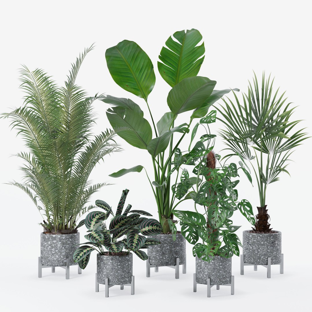 3D Plants Collection 130 - TurboSquid 1958934