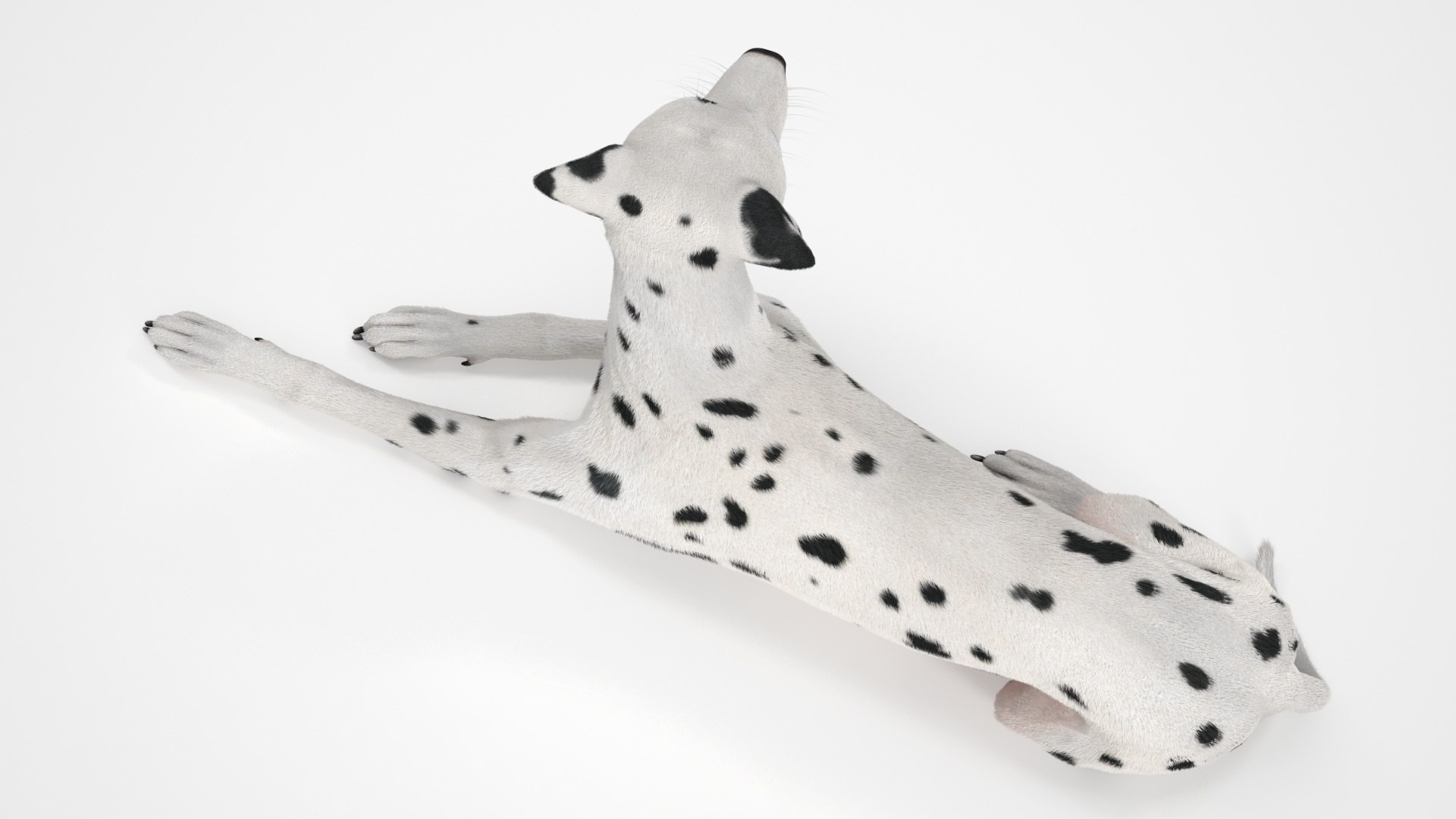 3D Model Lying Dalmatian Dog Fur - TurboSquid 2234891