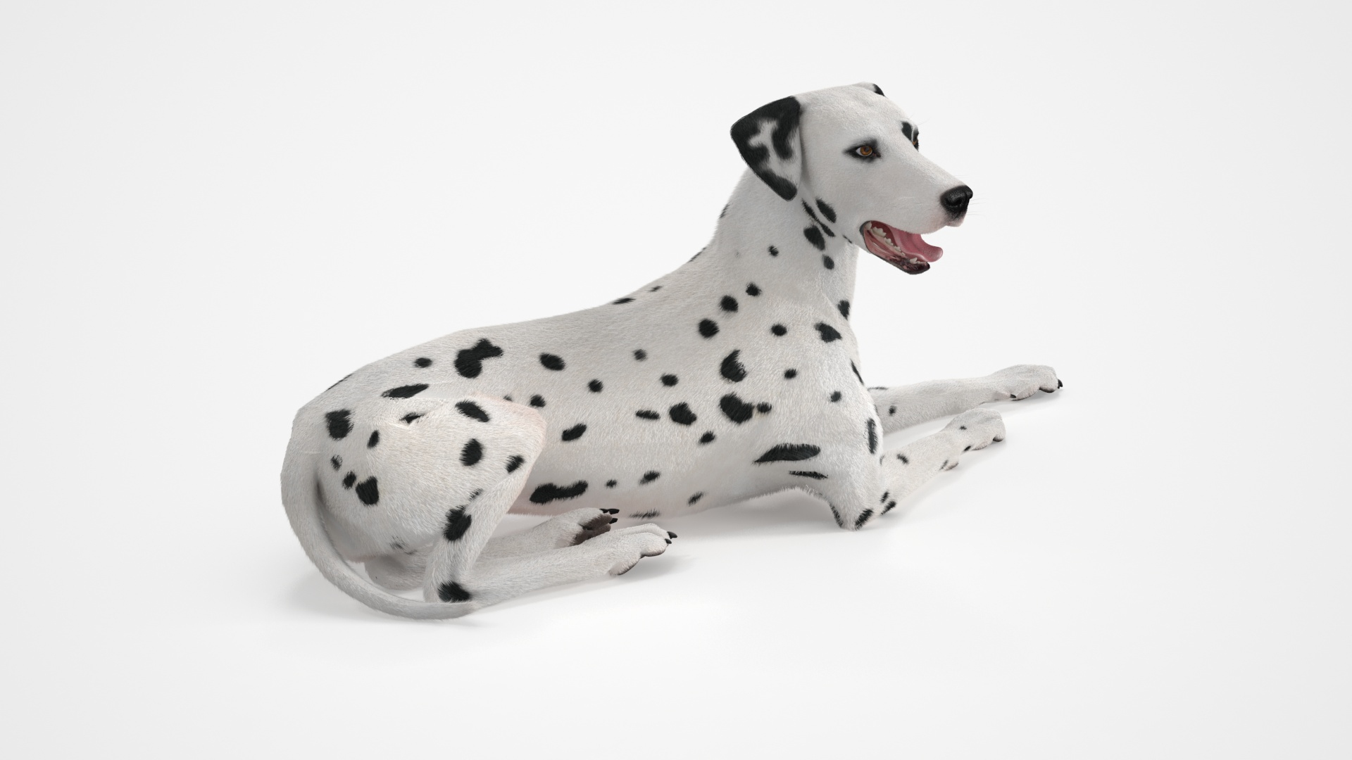 3D Model Lying Dalmatian Dog Fur - TurboSquid 2234891