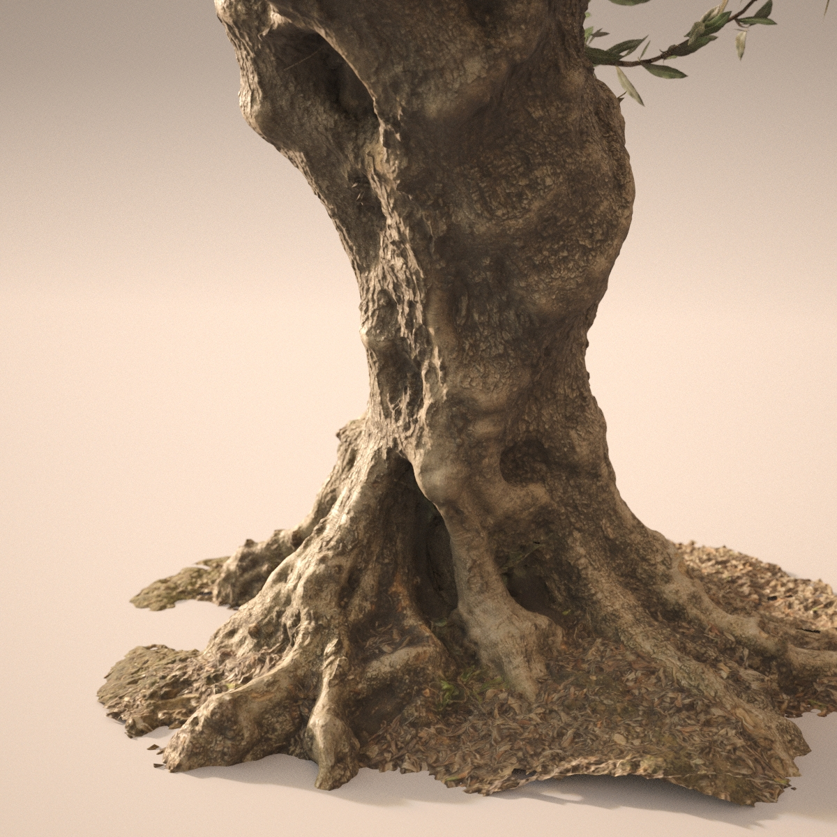 3D olive trees animation realistic model - TurboSquid 1396078