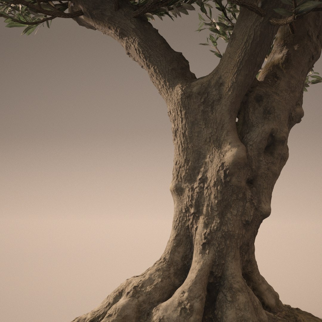 3D Olive Trees Animation Realistic Model - TurboSquid 1396078