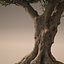 3D Olive Trees Animation Realistic Model - TurboSquid 1396078