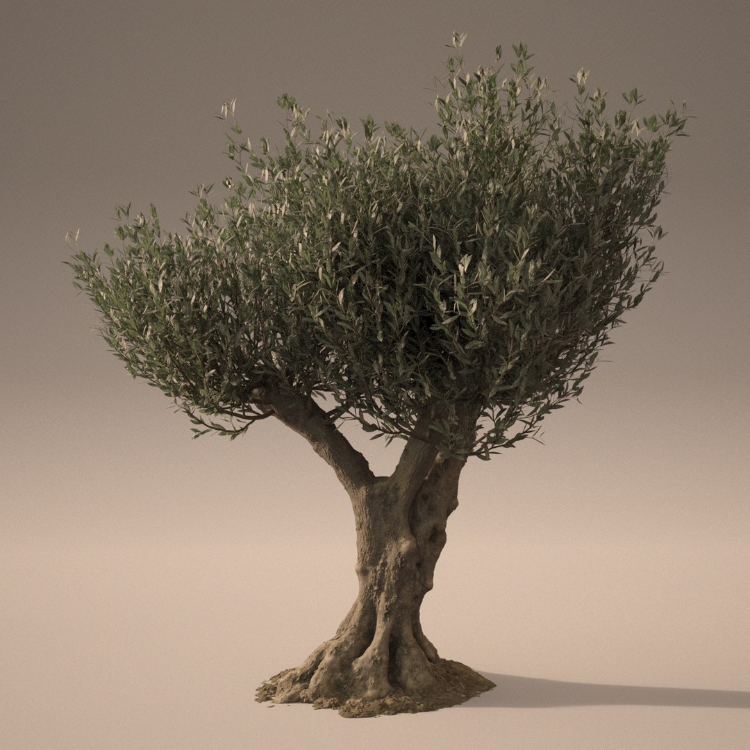 3D Olive Trees Animation Realistic Model - TurboSquid 1396078