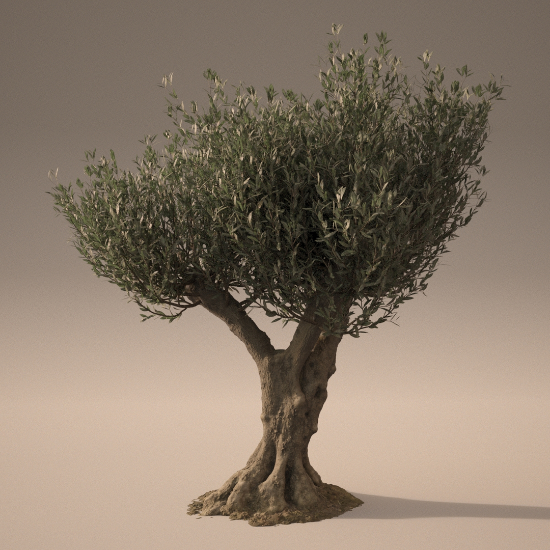 3D olive trees animation realistic model - TurboSquid 1396078