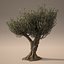 3D Olive Trees Animation Realistic Model - TurboSquid 1396078