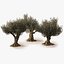 3D Olive Trees Animation Realistic Model - TurboSquid 1396078