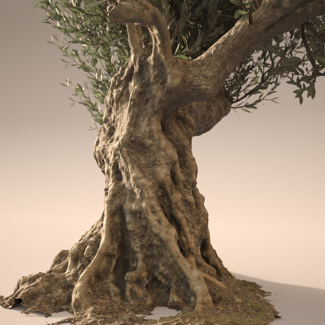 3D olive trees animation realistic model - TurboSquid 1396078
