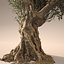 3D Olive Trees Animation Realistic Model - TurboSquid 1396078