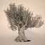 3D Olive Trees Animation Realistic Model - TurboSquid 1396078