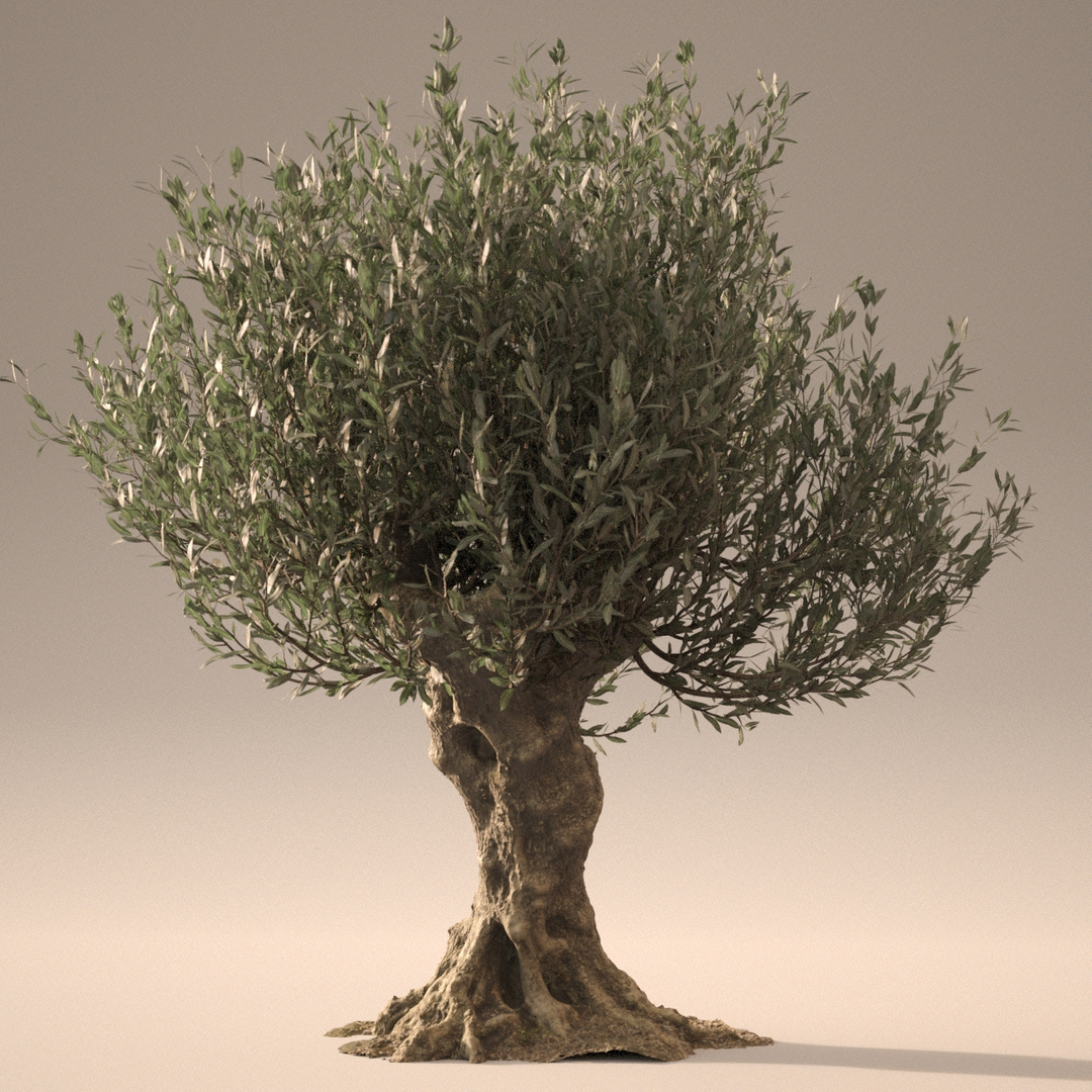 3D olive trees animation realistic model - TurboSquid 1396078
