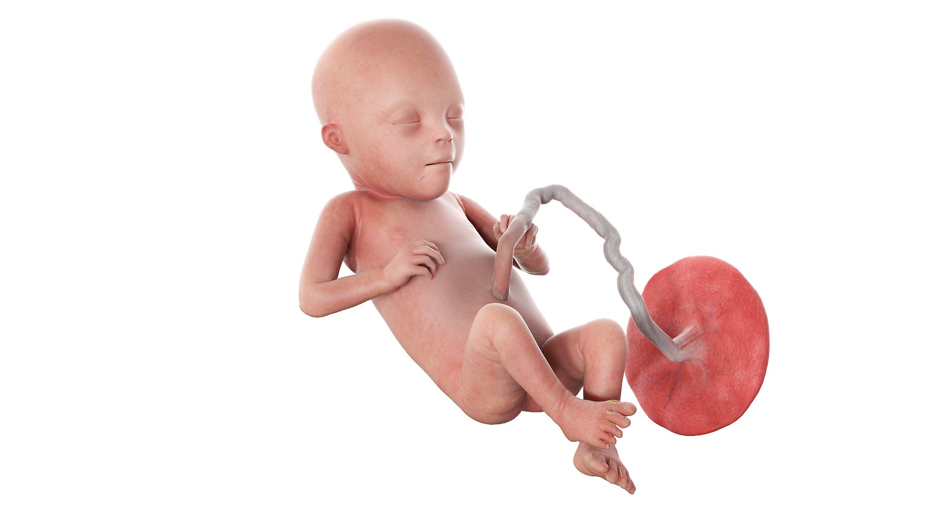 3D Fetus Anatomy Week 21 Animated Model - TurboSquid 1808738