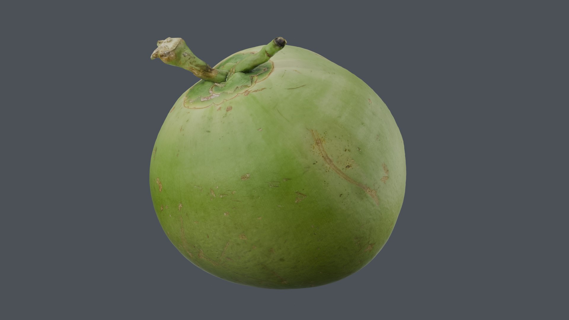 3D Model Coconut - TurboSquid 2343046