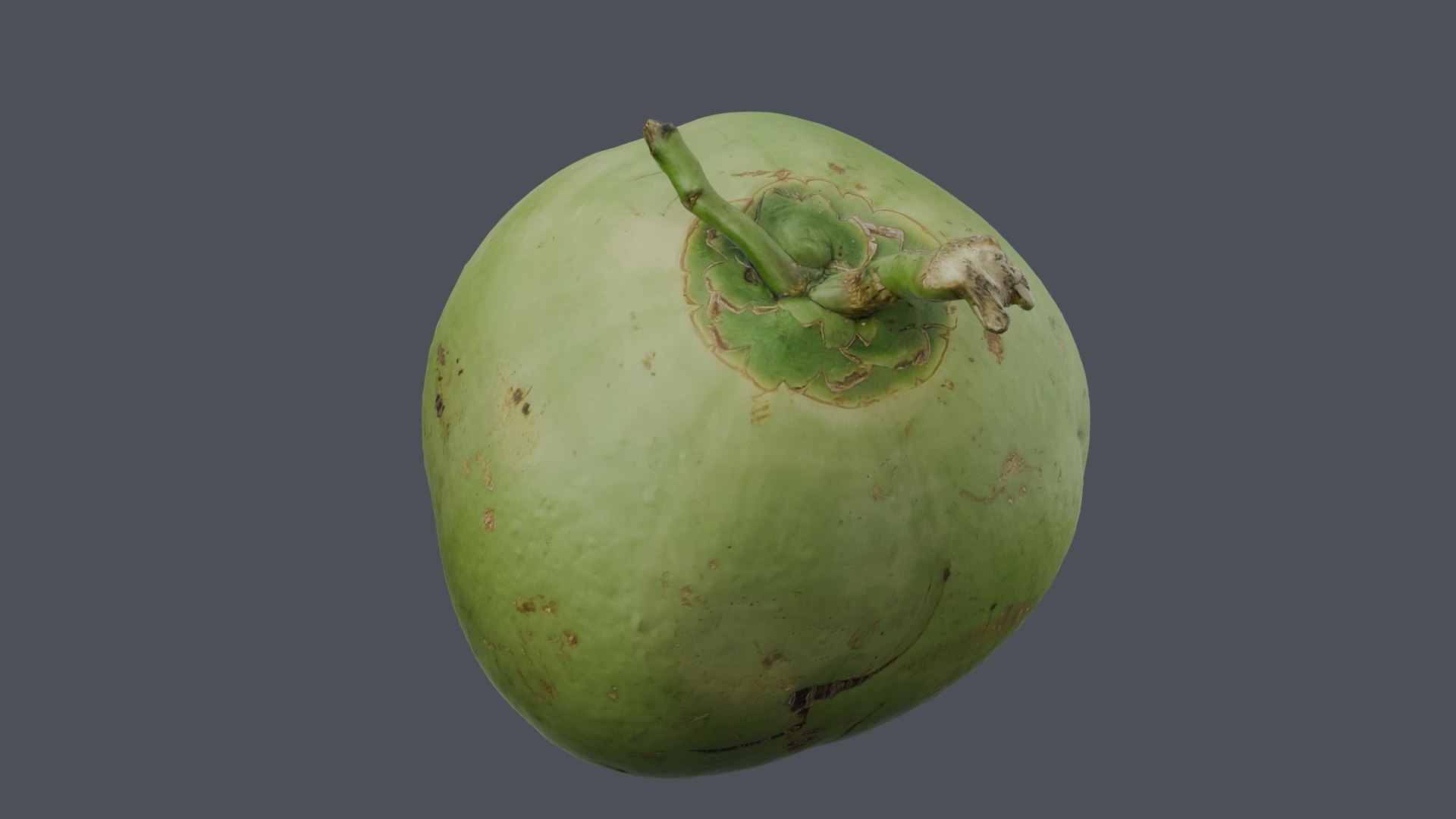 3D Model Coconut - TurboSquid 2343046