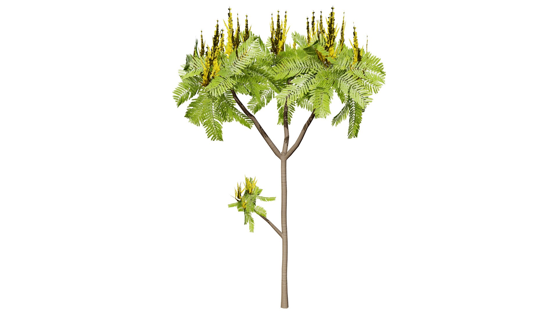 Brazilian Firetree 3D Model 3D Model - TurboSquid 2305893