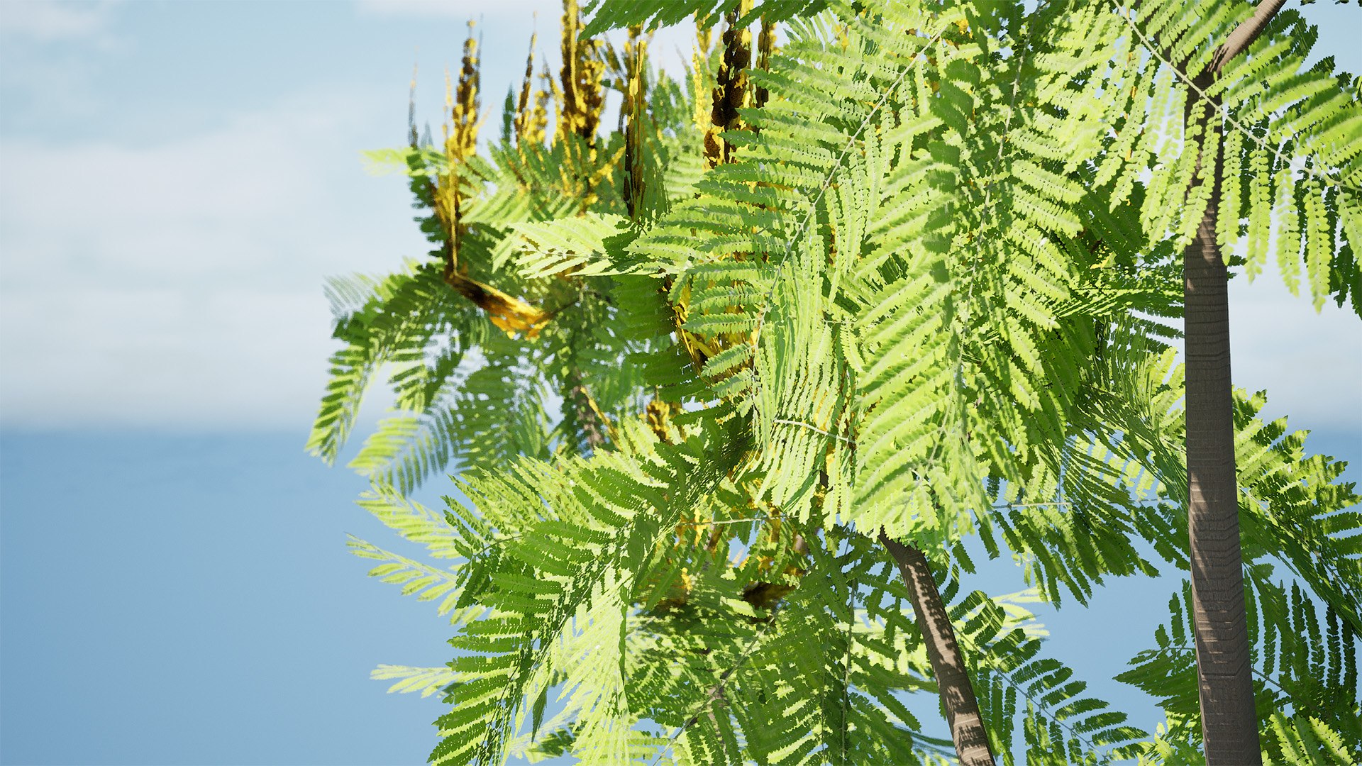 Brazilian Firetree 3D Model 3D Model - TurboSquid 2305893