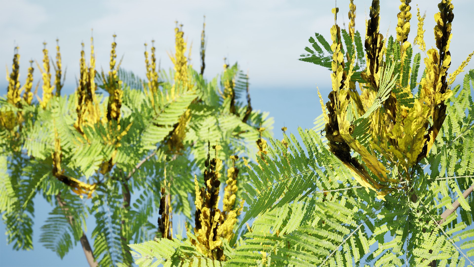 Brazilian Firetree 3D Model 3D Model - TurboSquid 2305893