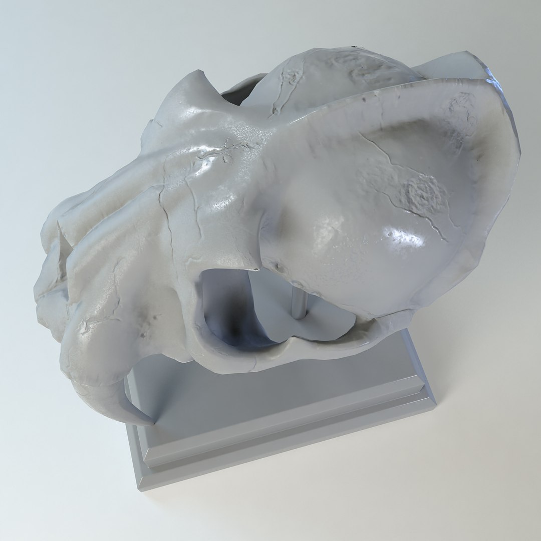 3d Model Of Fossilized Saber Tooth Skull