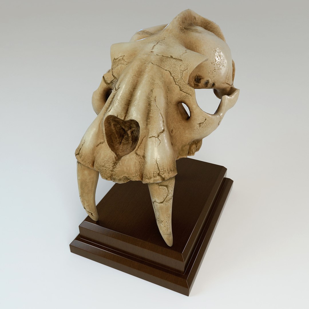 3d Model Of Fossilized Saber Tooth Skull
